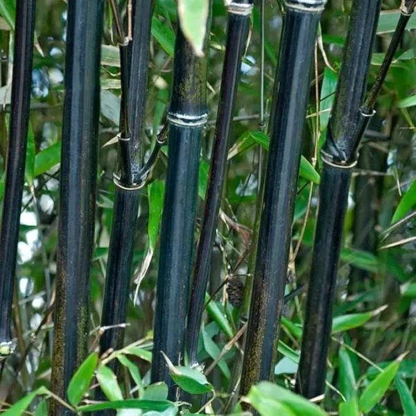 Comprar Bambu Negro Madrid | Caña Negra | Venta